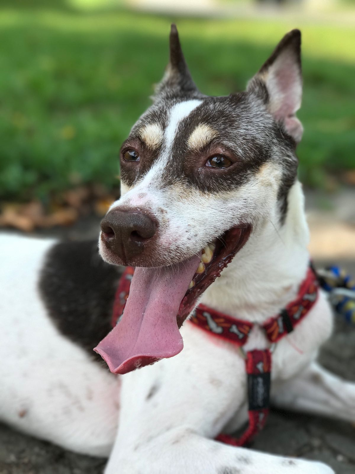 HOPE Dog Rescue: Adoption