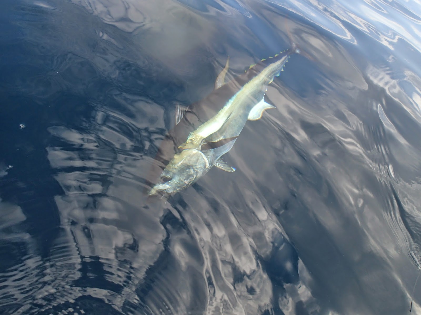Masta'Fish guide pêche Bassin d 'Arcachon
