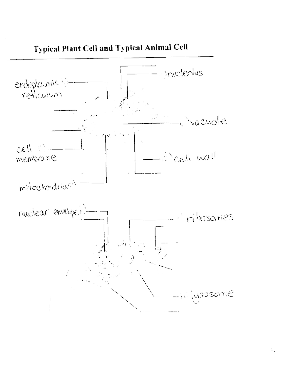 Miss Jeffrey's SBI3C: Test Answers