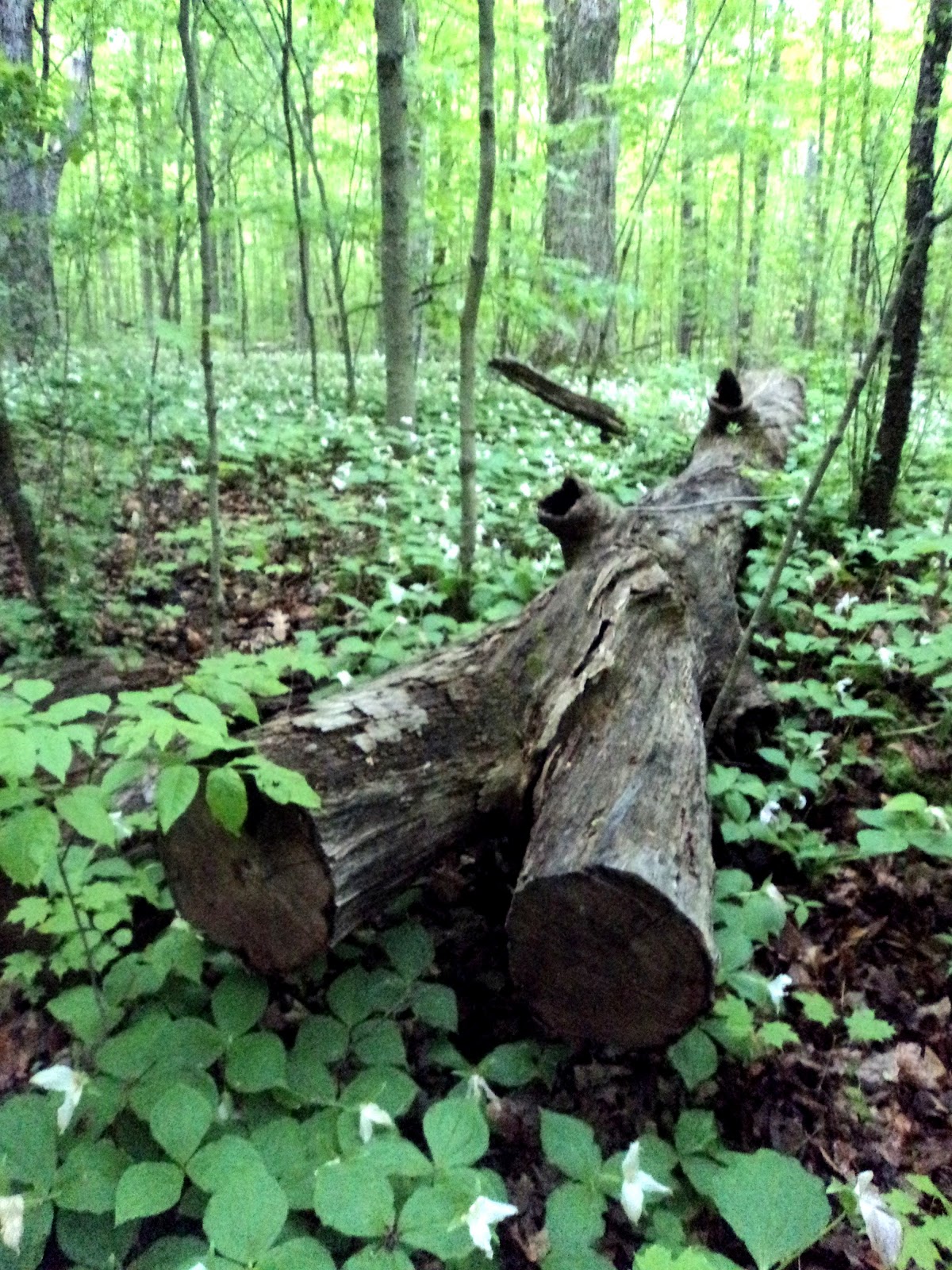 Three hundred Kilometers on the Oak Ridges Trail: Day 7 on the Oak ...