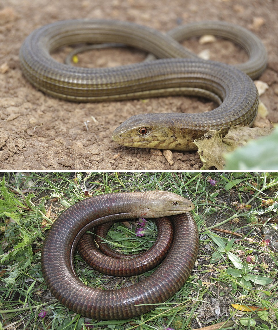 Species New to Science: [Herpetology • 2021] Pseudopus apodus ...