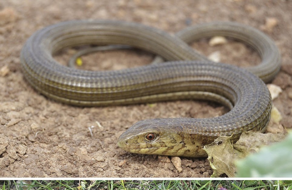 Species New to Science: [Herpetology • 2021] Pseudopus apodus ...