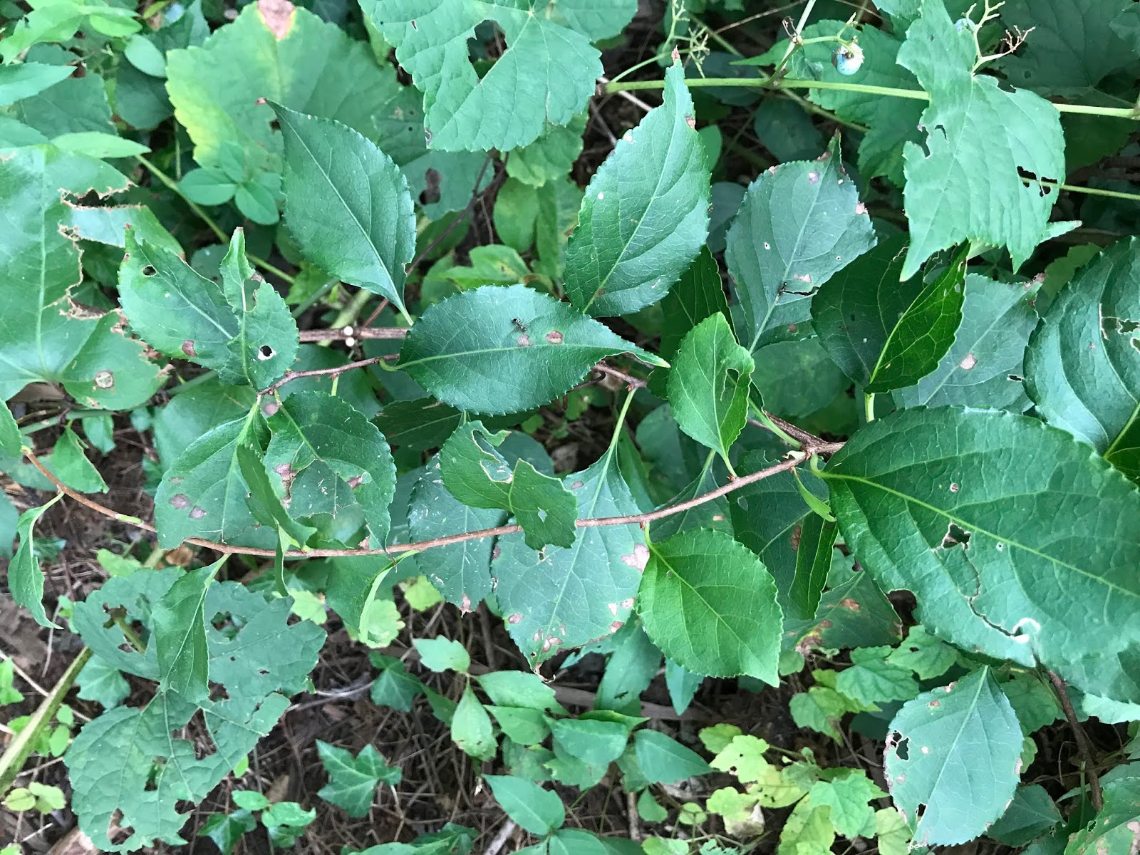 imagine1community: Identifying and Removing Aggressive Invasive Species