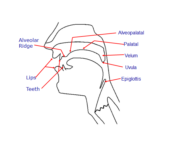 What Are Speech Organs With Pictures