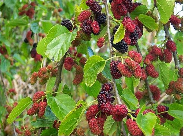 Amora - AprendaCultivar