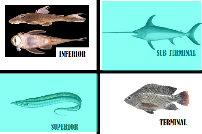 Tipe Mulut Ikan Berdasarkan Letaknya dan contohnya
