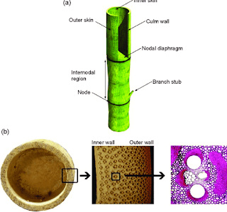 Bamboo as a Building Material