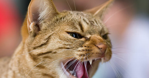 How to control a nervous cat