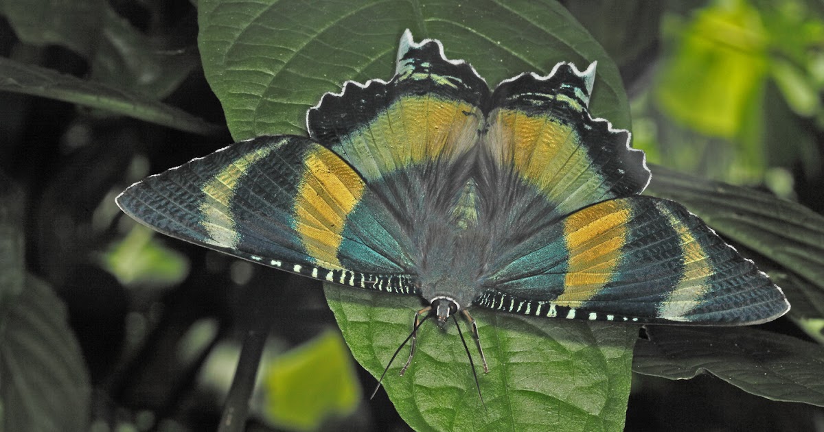 BunyipCo: Flight of the Zodiac