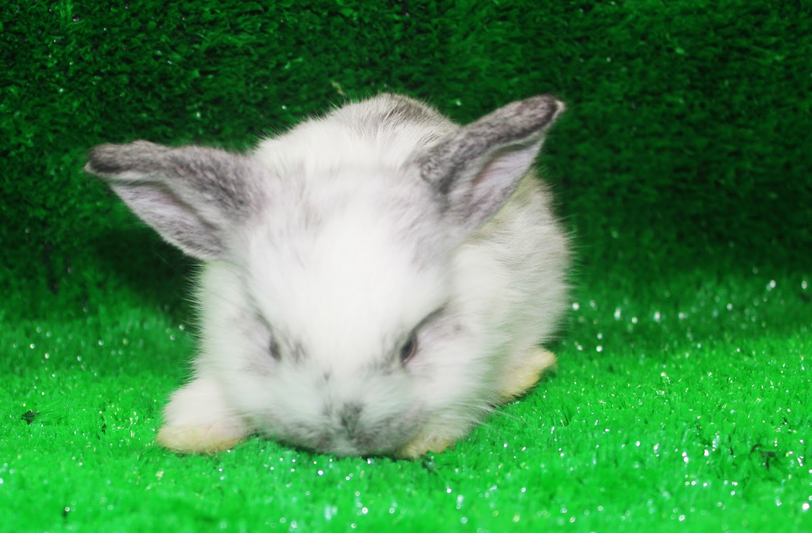 Thỏ minilop, lion head, netherland mới về hàng ~ Yahoo Pet Shop