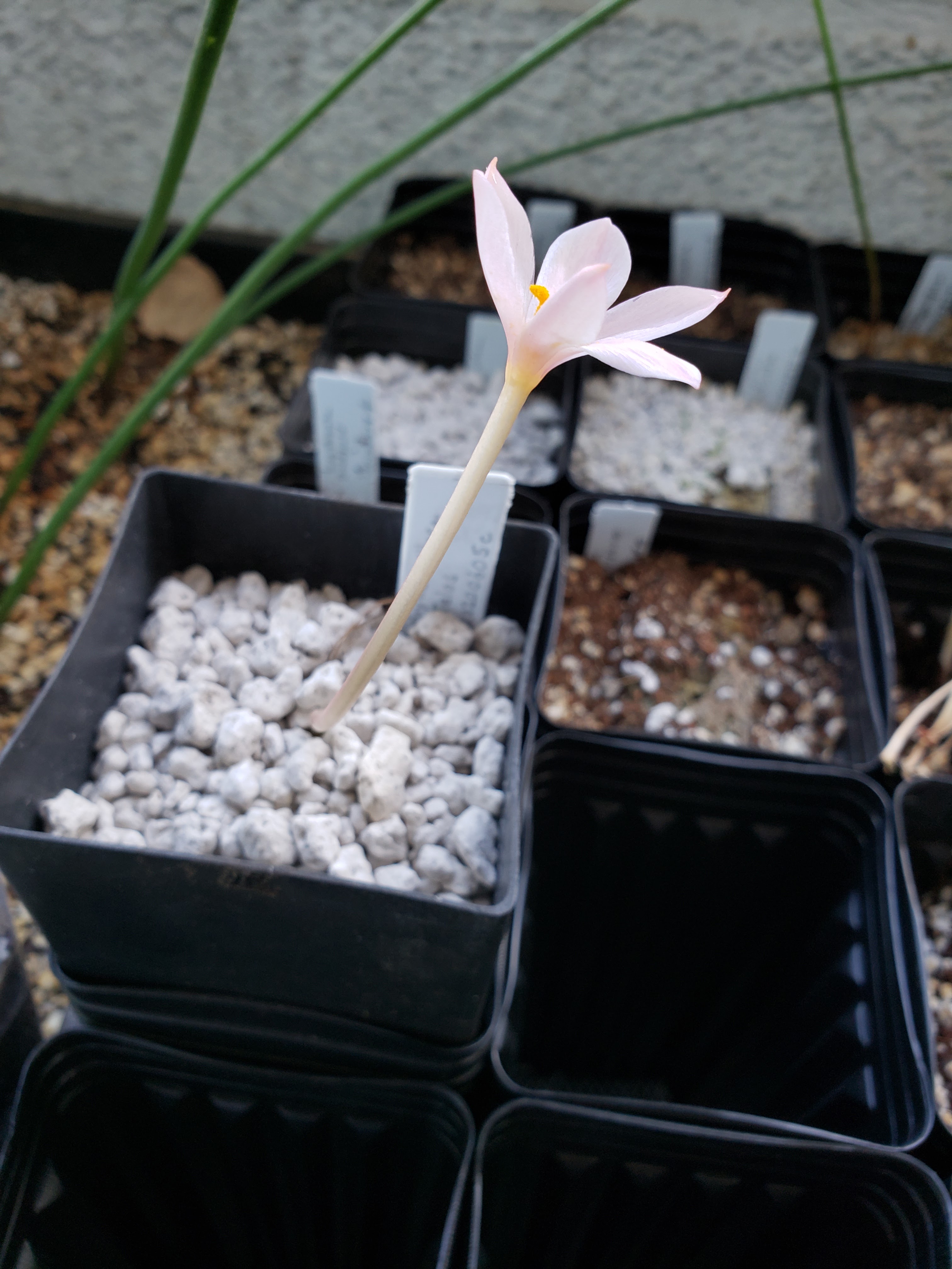 Musings from Little Grove Farm: Kukumakranka - the wonderful edible ...