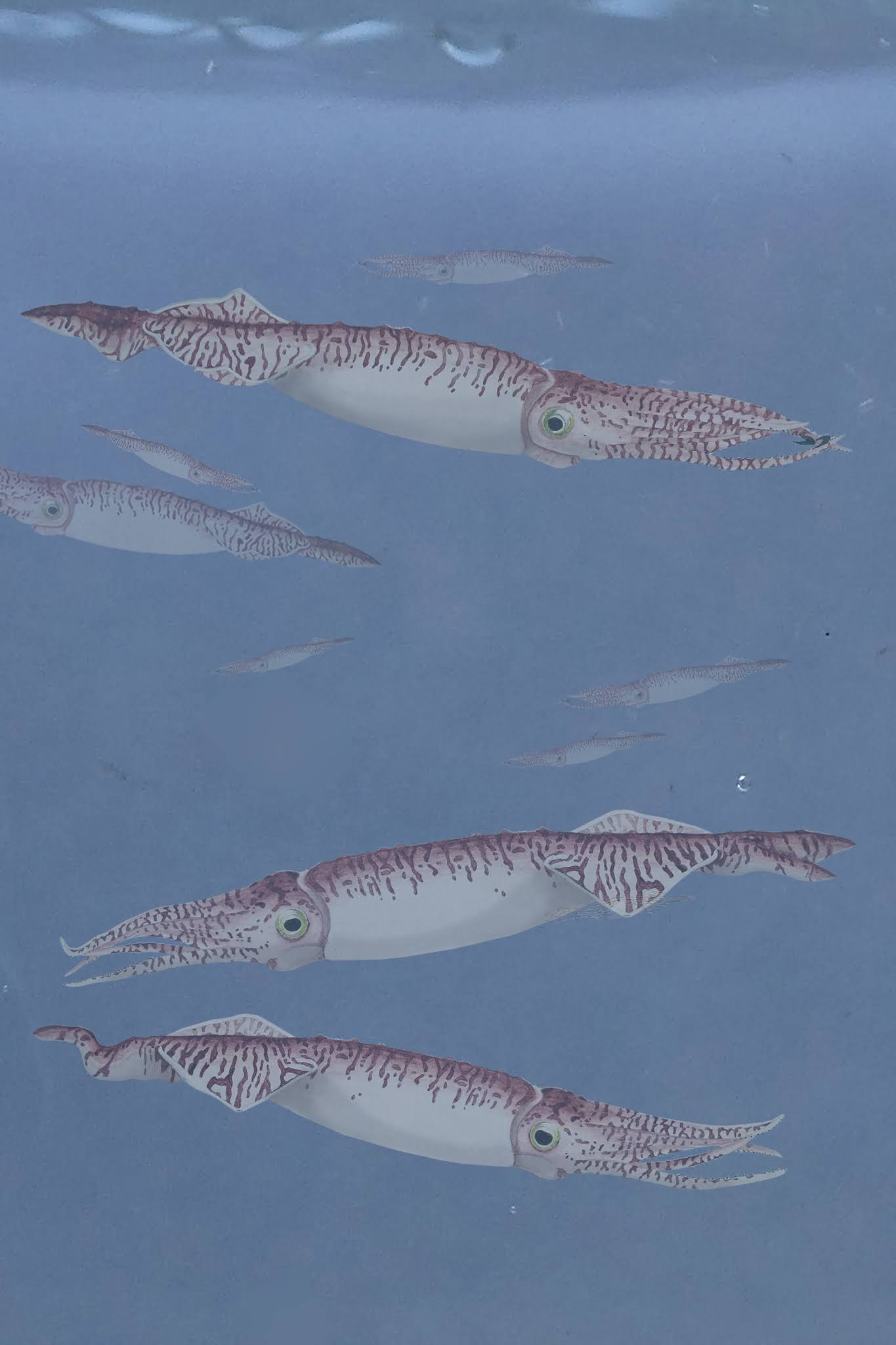 Belemnites life reconstruction