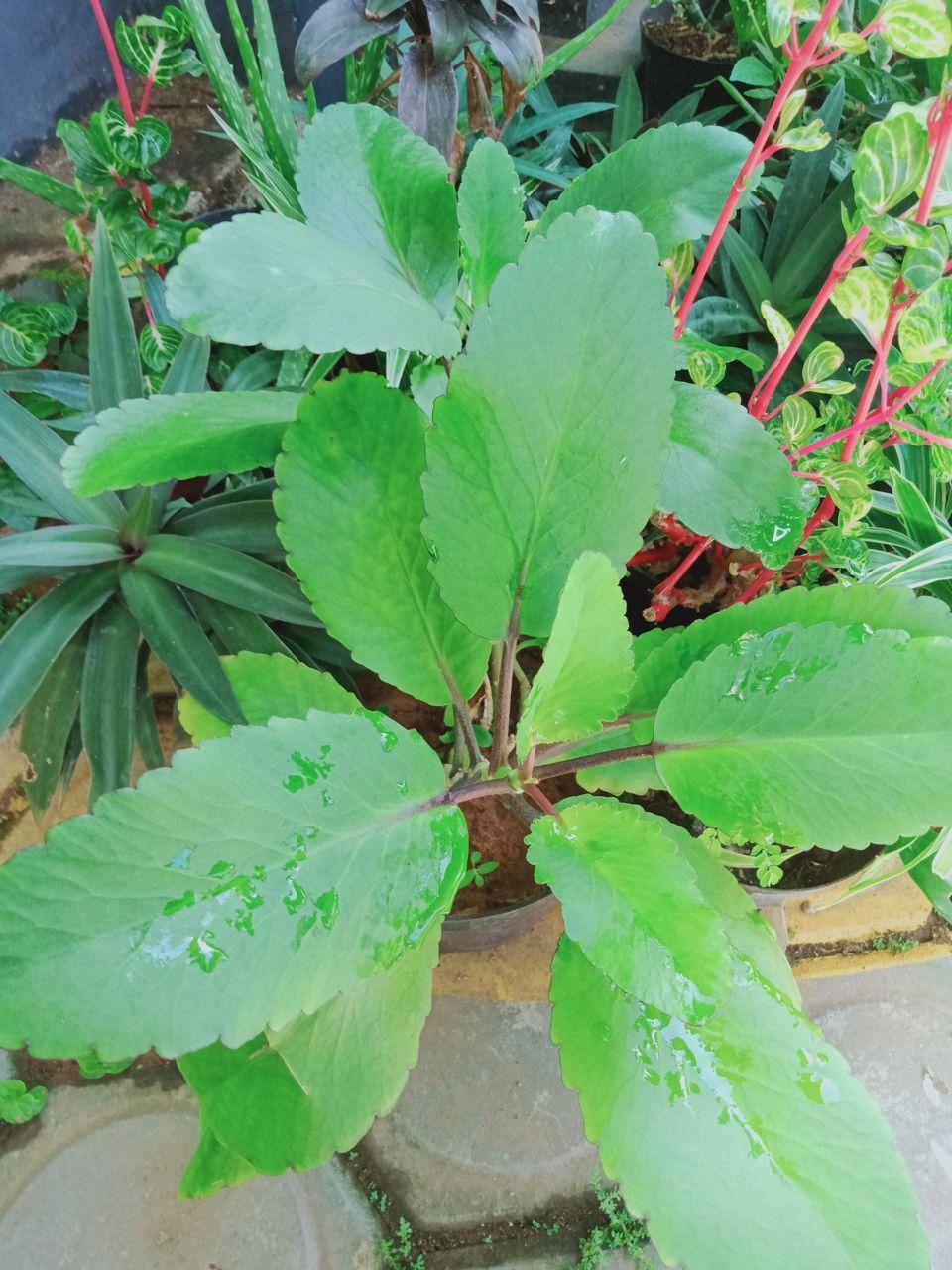 Cocor Bebek (Kalanchoe pinnata) - Green School