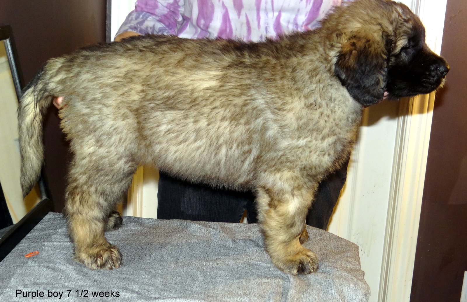 Heronview Leonbergers: Conformation shots of puppies