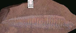 Paleontología y Evolución en la UCM: Ventana a Gondwana