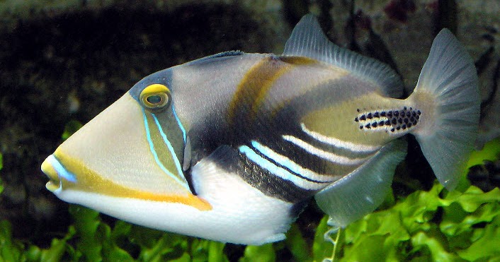 Triggerfish | The Biggest Animals Kingdom