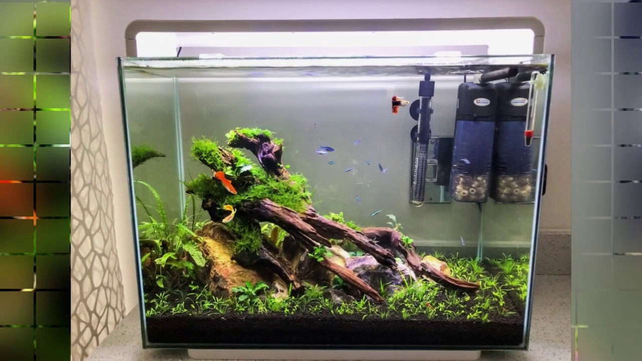 Contoh dan Referensi Desain Aquascape Mini Terbaik