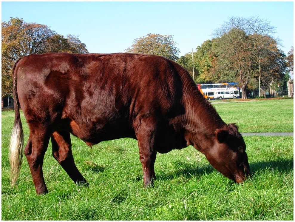Generalidades de la Ganadería Bovina.: Red Poll