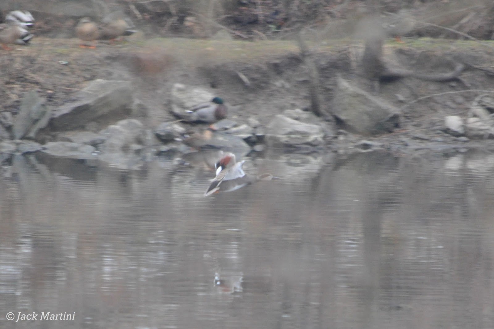 Appalachian Exposure: Centre Furnace Duck Pond's 4th