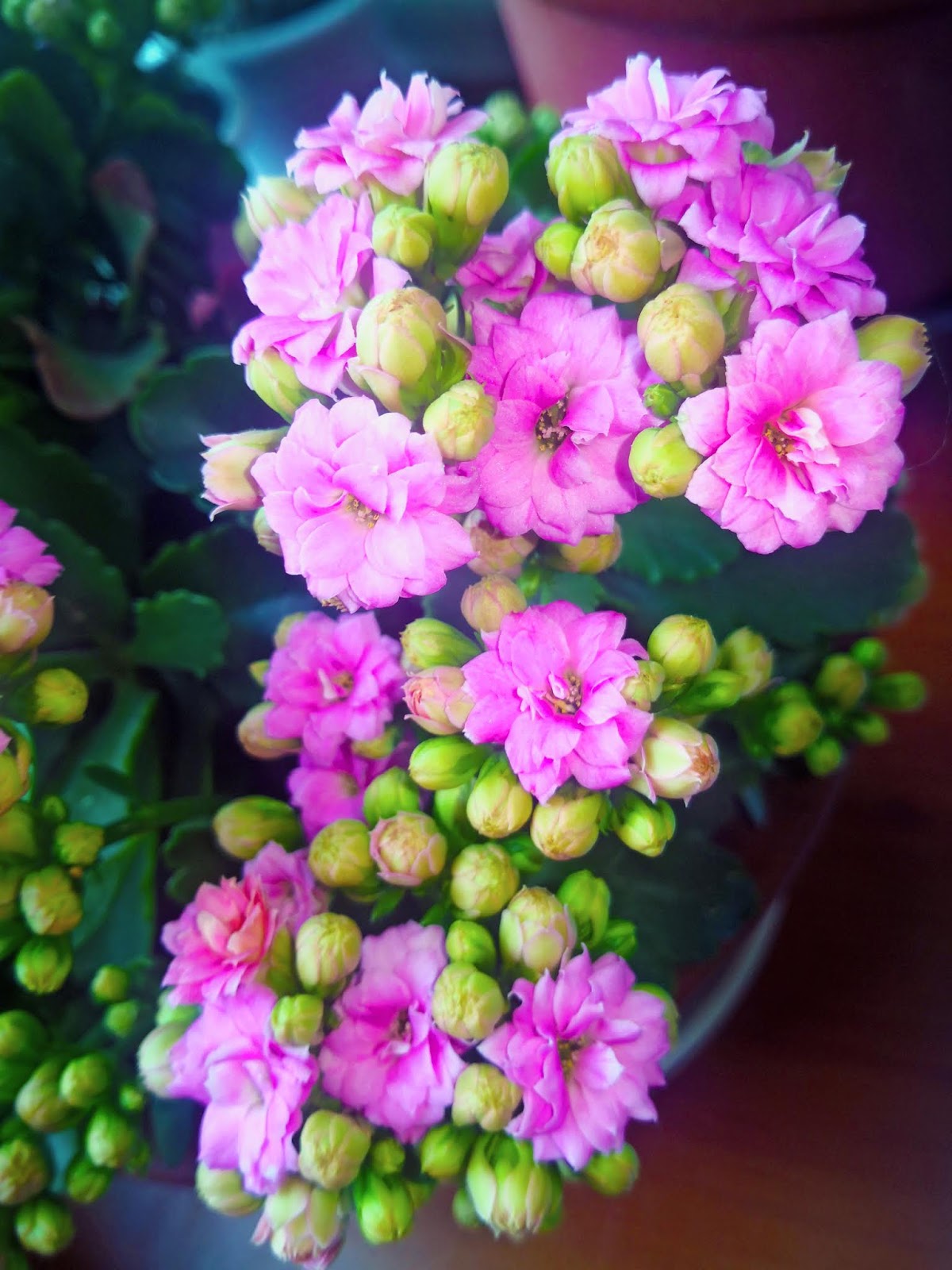 Longevity flower, many pink and red small flowers, very beautiful and ...