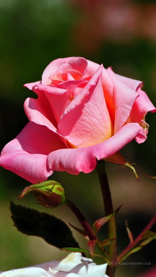 Types Of Rose Flowers And Their Meanings - renixu