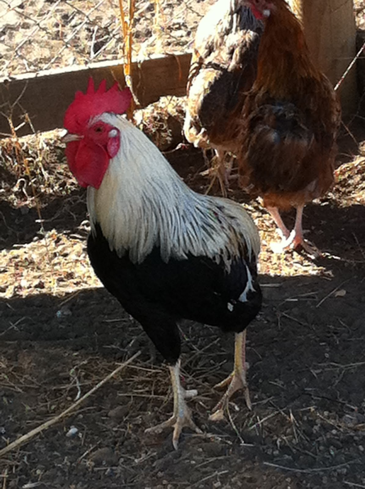 PARCELA LA RAMPLA: GALLINAS COLLONKAS ENANAS, LA OTRA LINEA DE GALLINAS ...