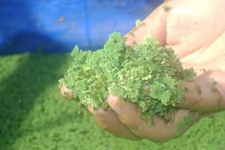 PAKAN ALAMI IKAN NILA