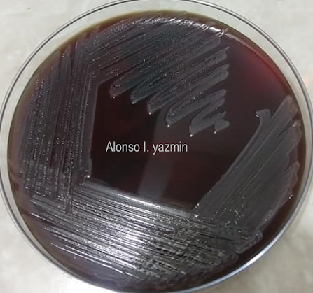 Bioquímica Diagnóstica BQD-YAI: Morganella morganni