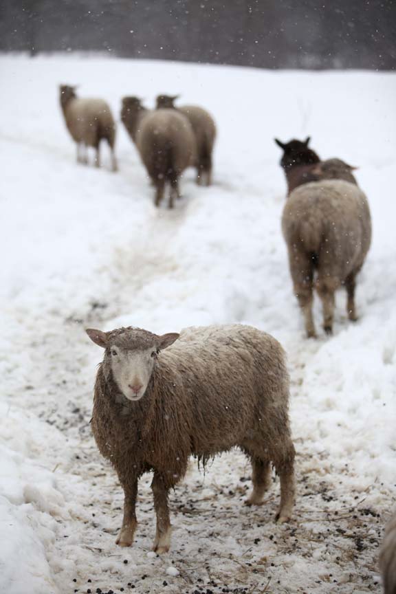Getting Stitched on the Farm: March Snow and a New Lamb