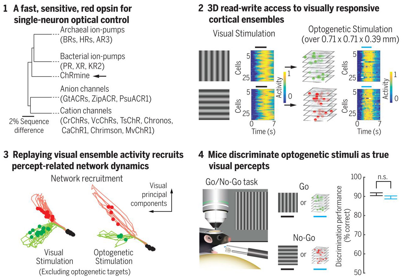 The Neurocritic Manipulating Visual Cortex To Induce Hallucinations