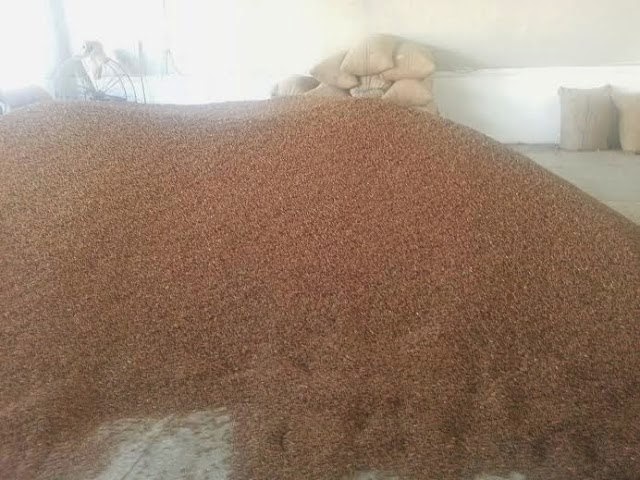 Pine Nuts from Pakistan