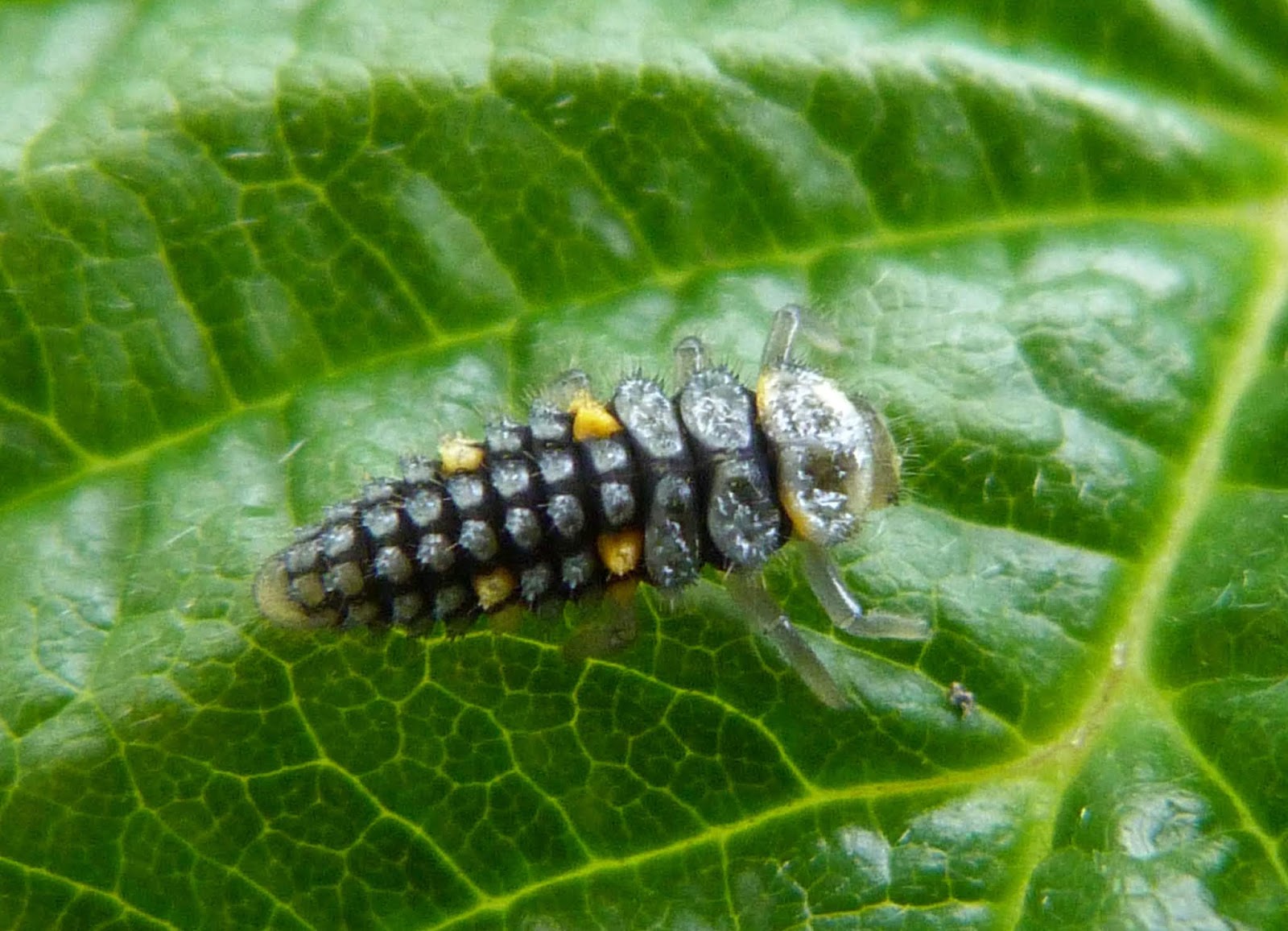 Insects of Scotland: Ladybirds