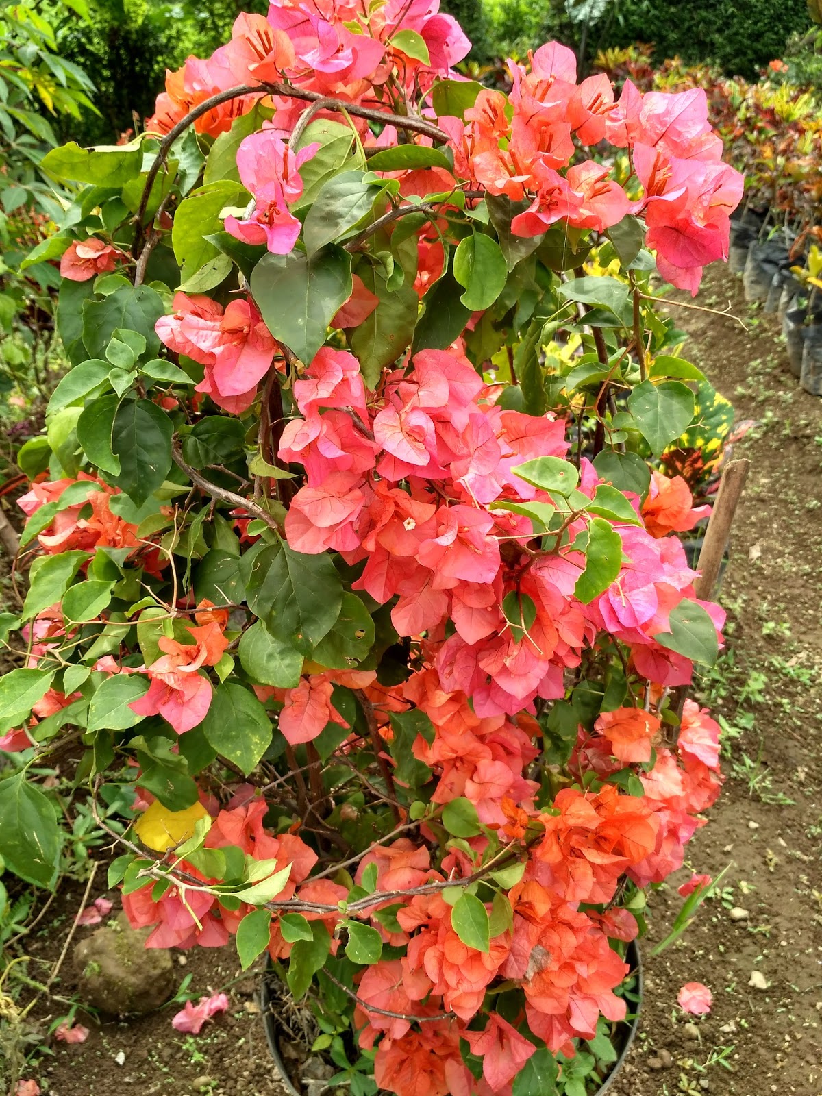 JUAL TANAMAN BUNGA KERTAS ORENToko tanaman hias houseplants shop toko ...