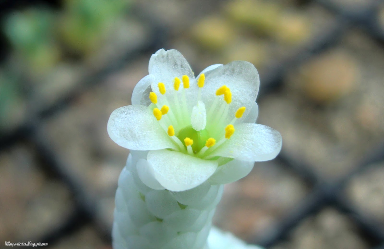 Lithops Stories: Avonia flowering (22 pics)