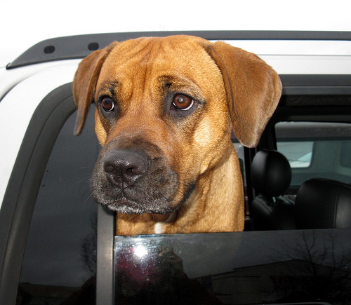 Beagle Boxer: Boxer Rhodesian Ridgeback Mix