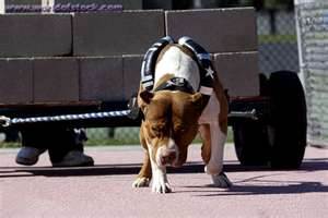 Dog's of all Types: Weight pulling for dogs.....