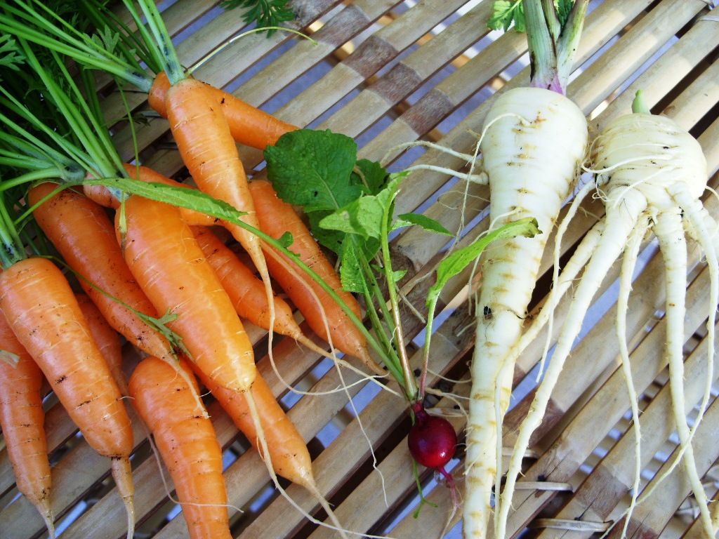 Kelli's Northern Ireland Garden: Veg Update (Celeriac, Parsnip, Carrot ...