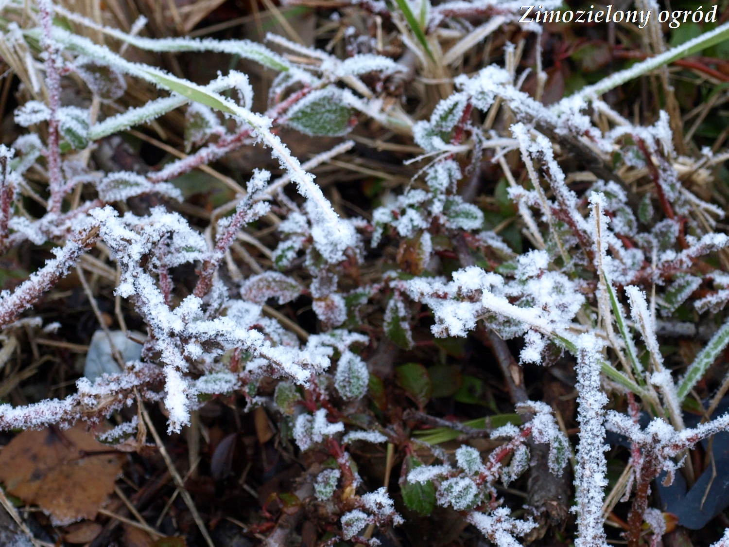 Zimozielony ogród: Szron czy szadź?