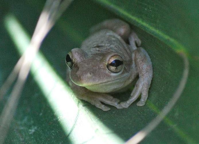 Josh Higham Florida field course