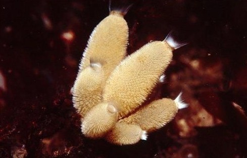 Ivernalia: 1º Bachillerato Biología y Geología UD 7 Reino Animalia ...