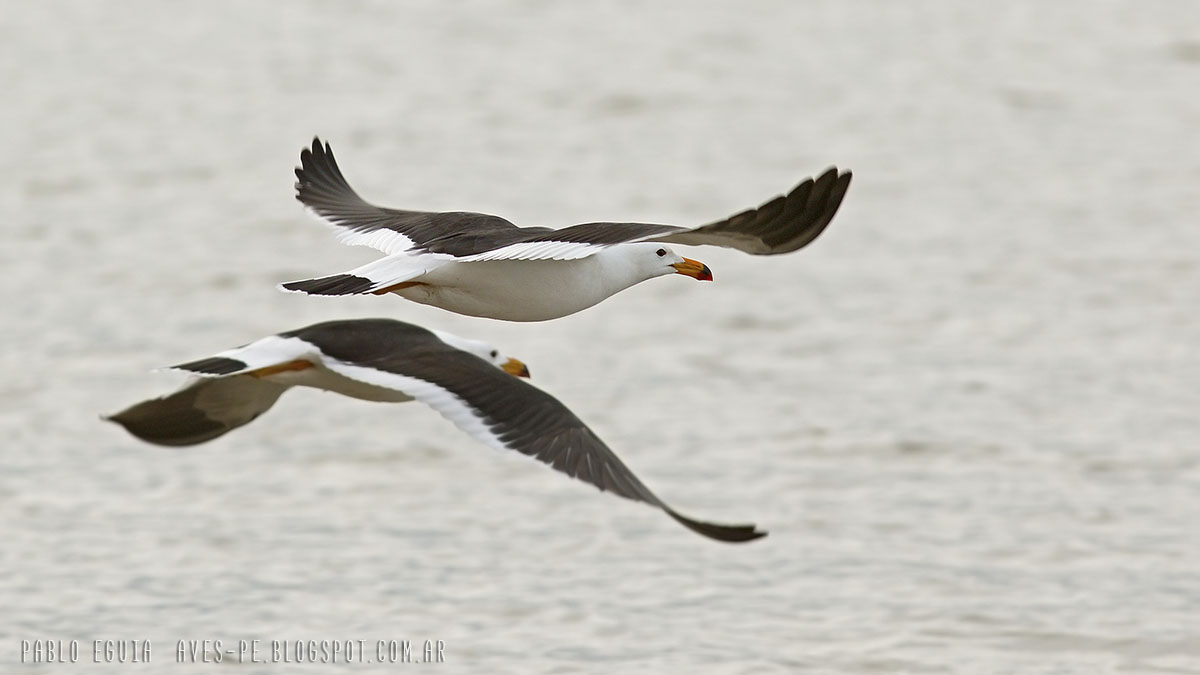 mis fotos de aves: Larus atlanticus Gaviota Cangrejera Olrog's Gull
