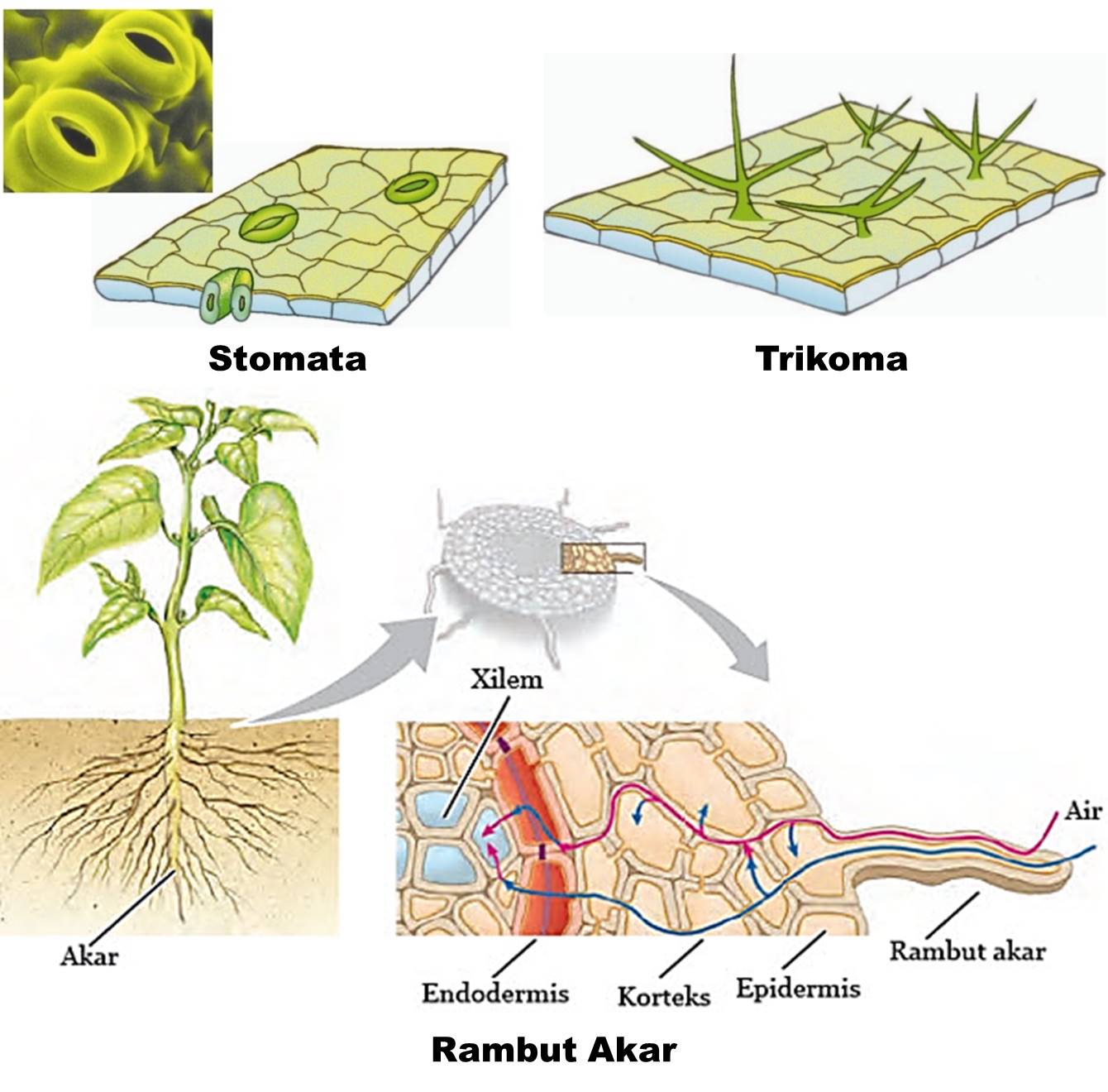 Derivat Jaringan Epidermis Tumbuhan Stomata Dan Trikoma All About | My ...