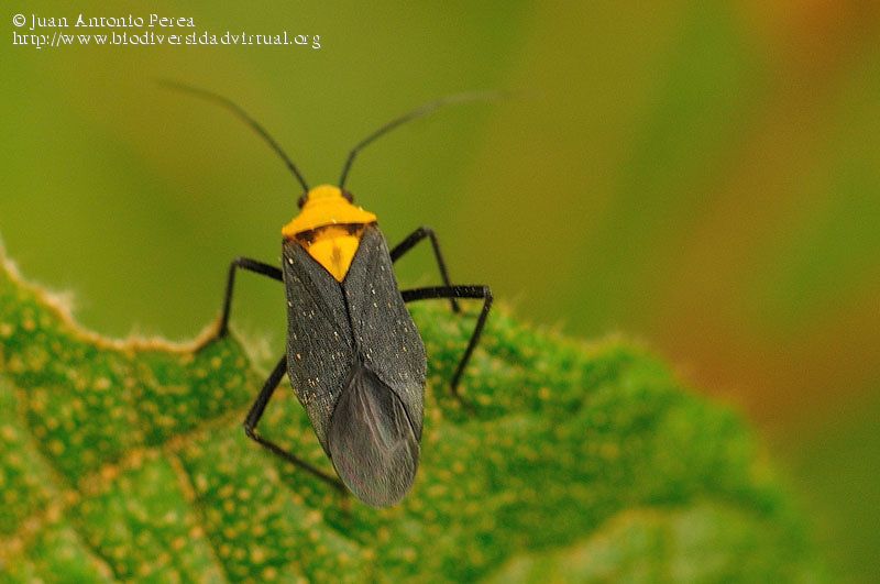 ENTOMOLOGIA "ORDENES DE INSECTOS": ORDEN HEMIPTERA