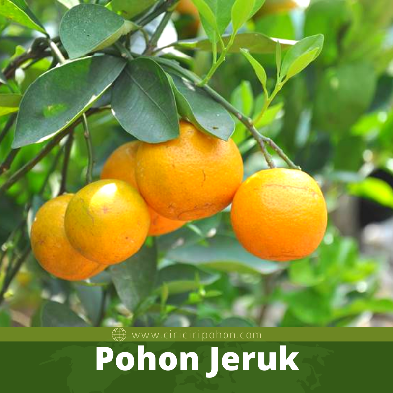 Hanya Memiliki Lahan yang Sempit untuk Pohon Jeruk? Pakai Cara Ini Saja ...
