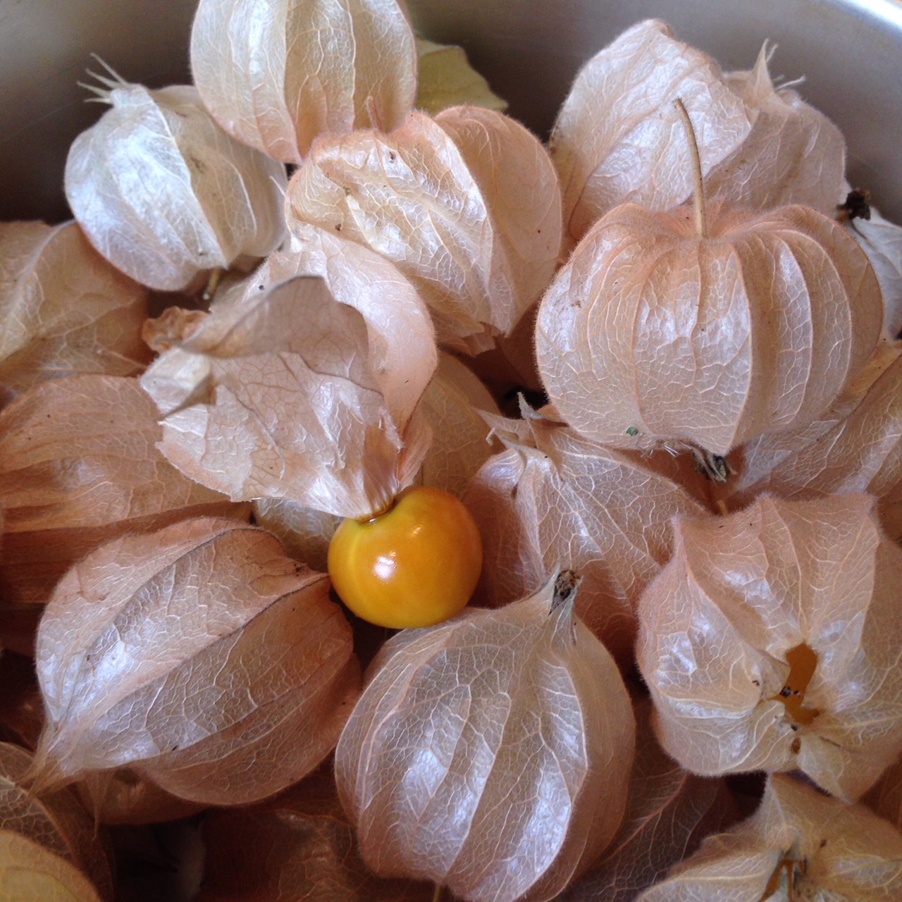 Growing and caring for Physalis peruviana - aka Cape Gooseberries