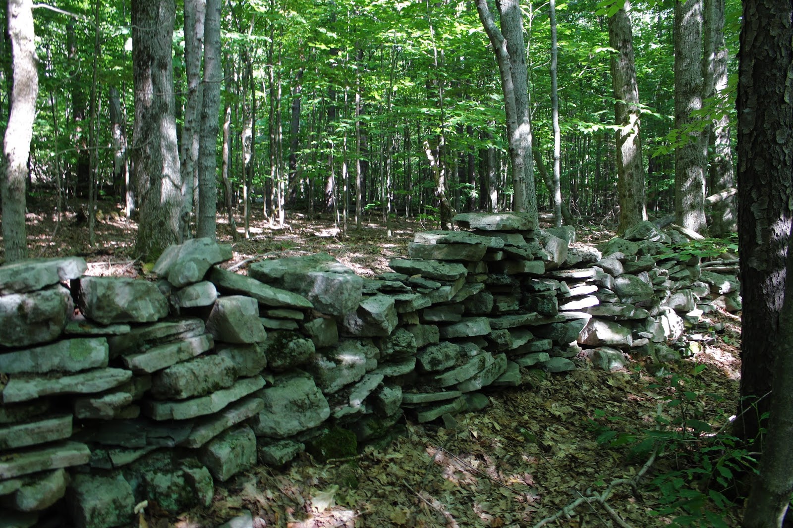 Walking Man 24 7: Partridge Run WMA(Berne-Helderbergs, Albany County)