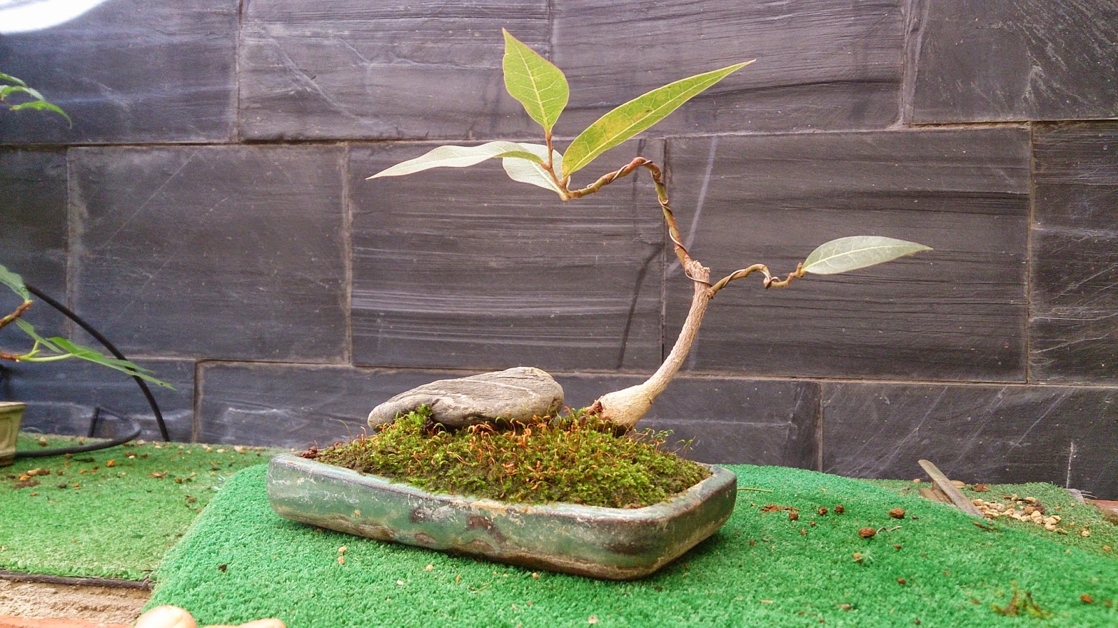 EXPRÉSION BONSÁI .....: Los pequeños olvidados