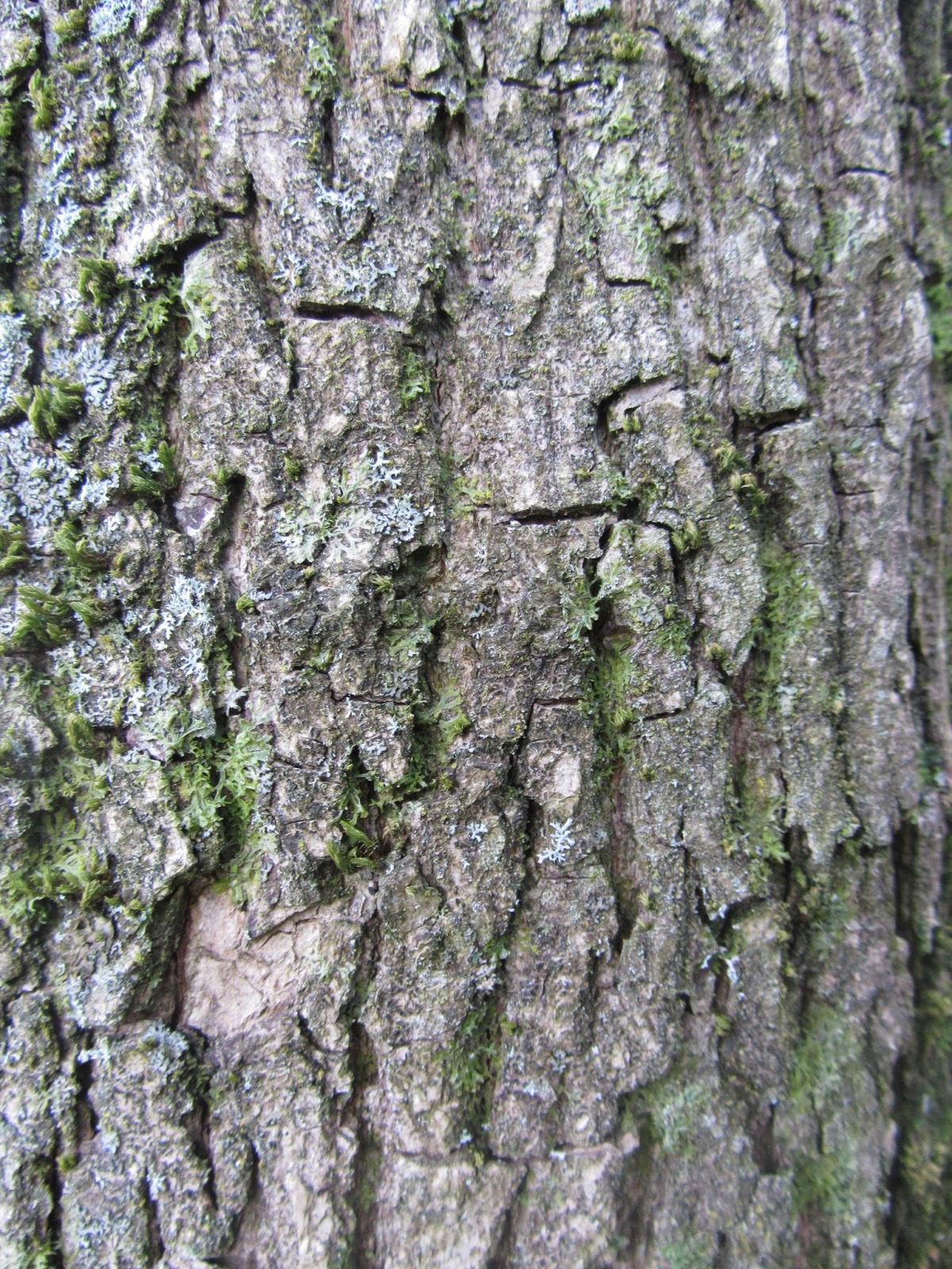 Acer campestre, Field Maple