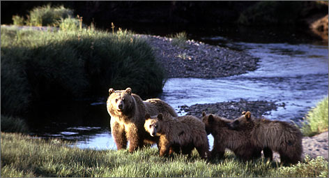 yellowstone national park animals