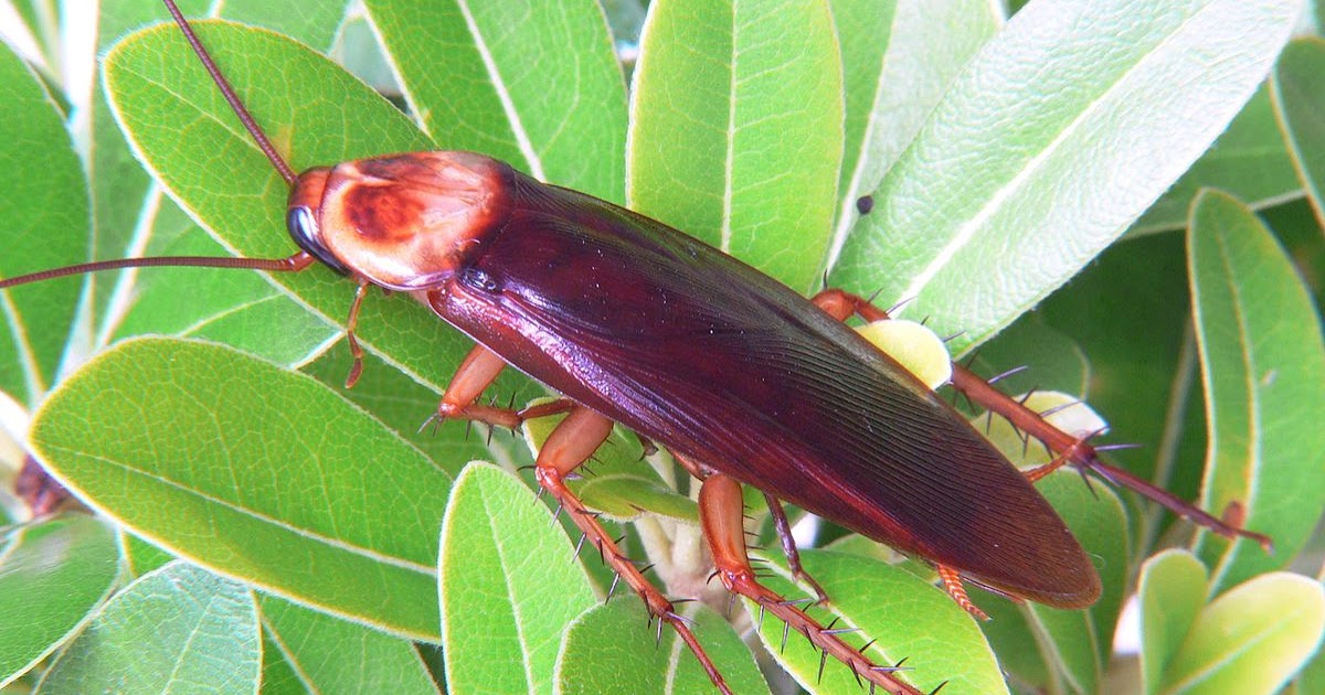 Biología Animal, Zoología Agrícola, Zoología Médica y Ambiente ...